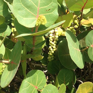 Live Sea Grape Tree | Coccoloba Uvifera | Tropical Beach Plant 24 ...