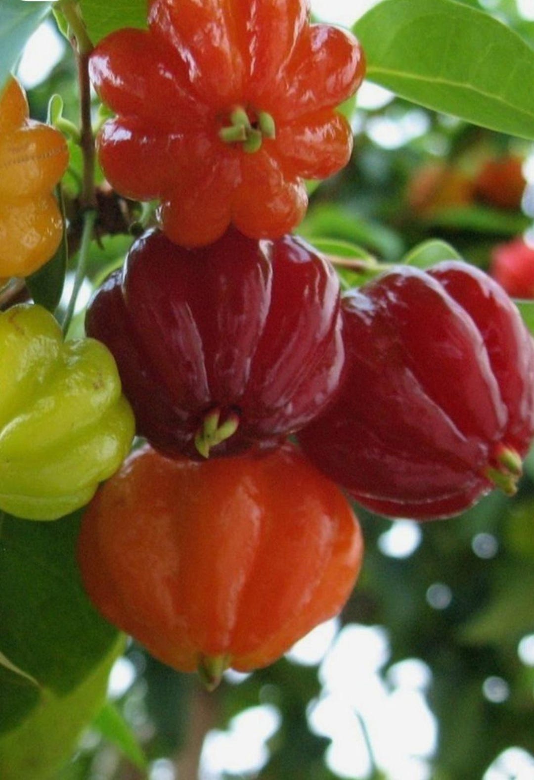 Pitanga Fruit Tree – Live Eugenia Uniflora Plant, Spicy Large Surinam ...