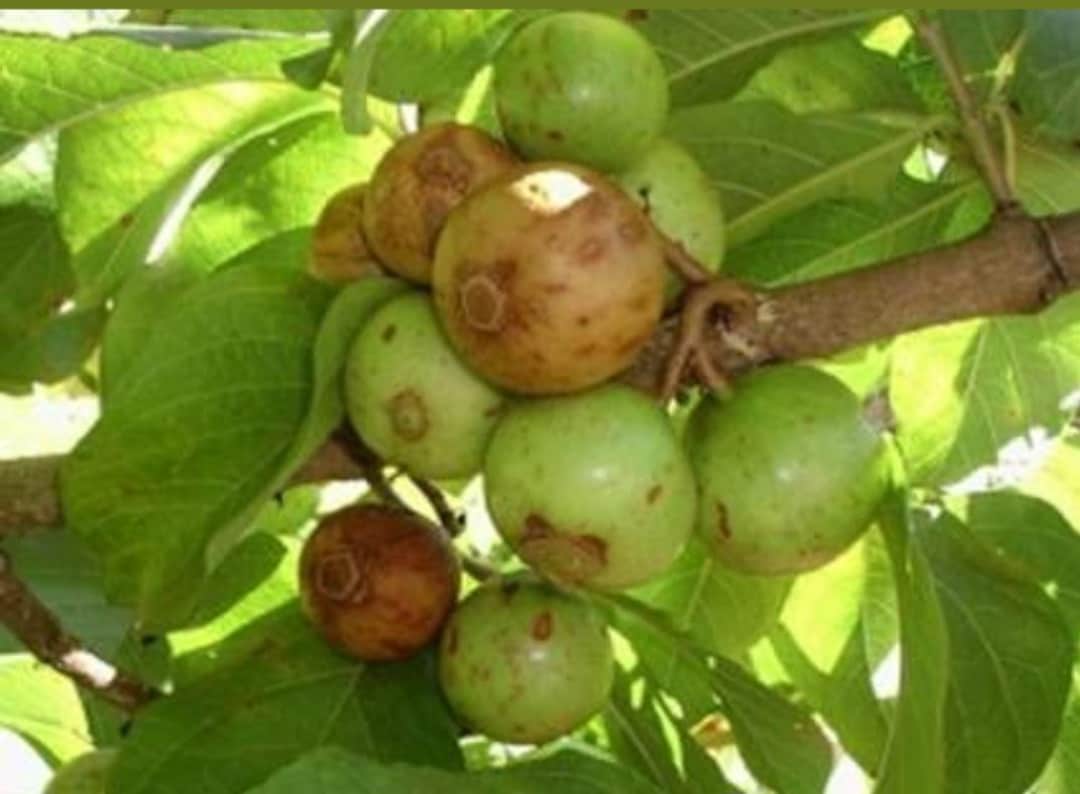 Spanish Tamarind / Tamarind (melicoccus Bijugatus) 10 @ 12 Inches - Etsy