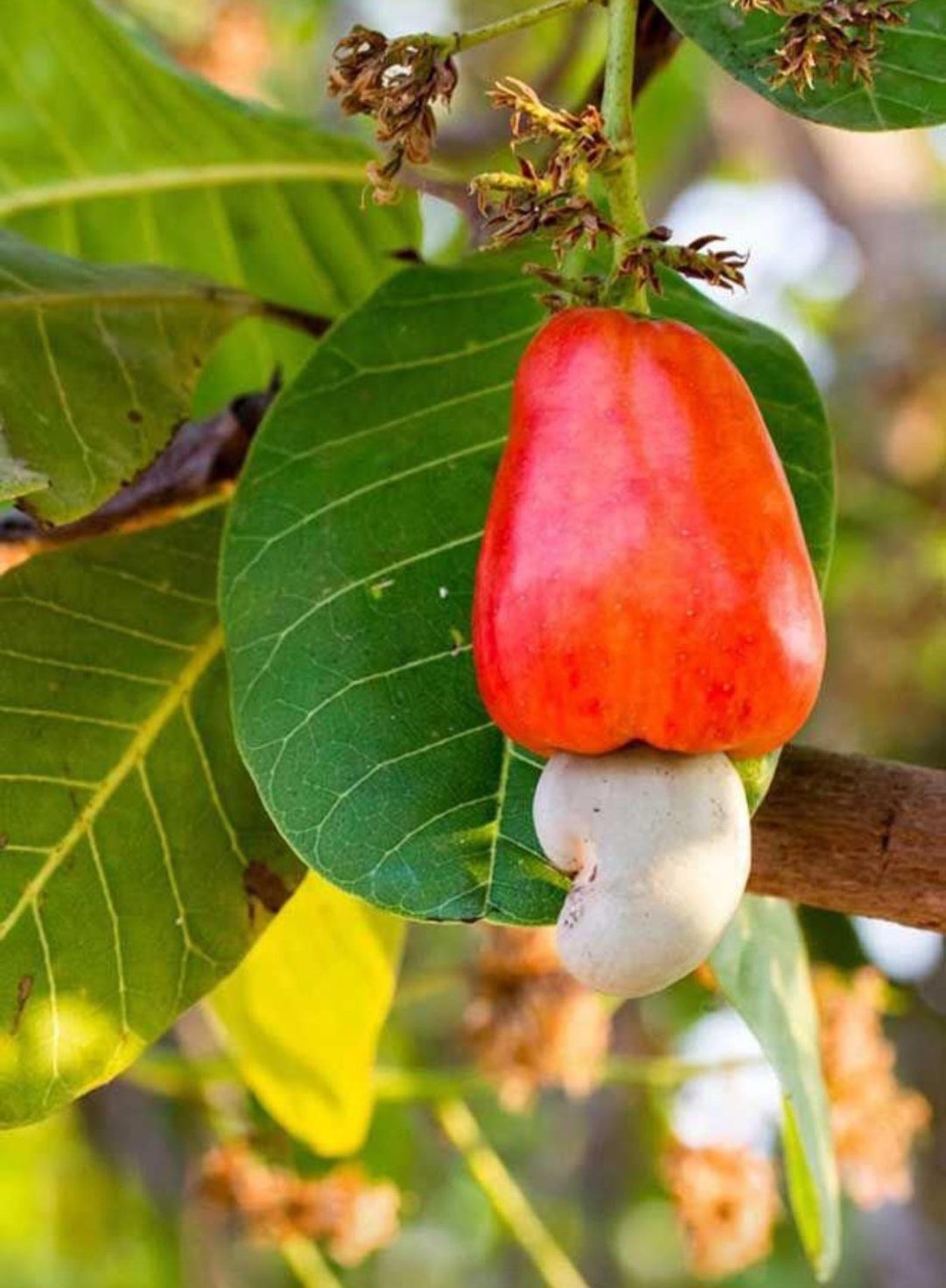 Live Cashew Tree (pajuil) 1 Ft – Anacardium Occidentale – Tropical ...
