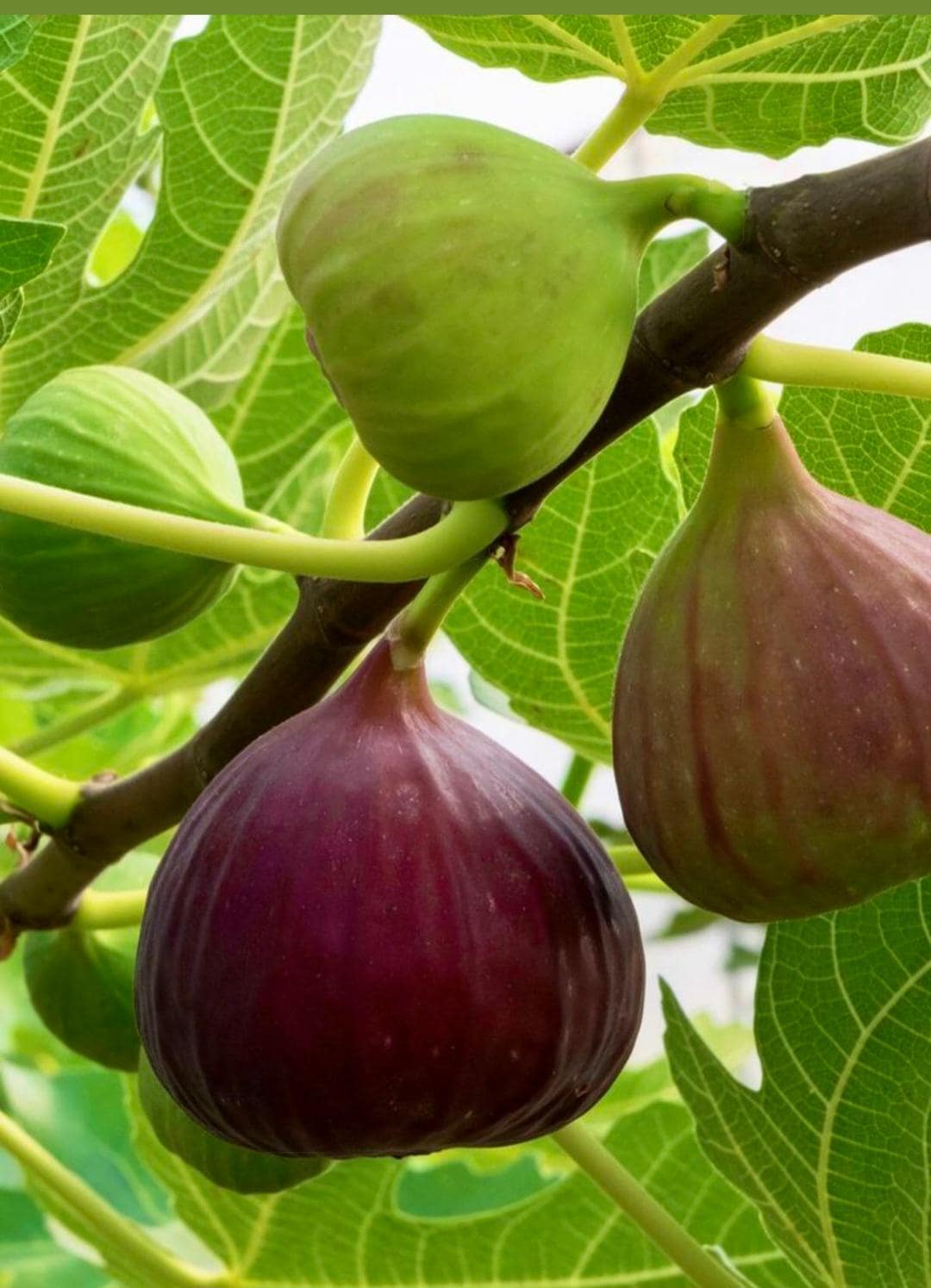 Fig Tree 1.5 to 2 Ft (higo Tree) Tropical Plant / Ficus Carica – Live ...