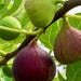 Fig Tree 1.5 to 2 Ft (higo Tree) Tropical Plant / Ficus Carica – Live ...