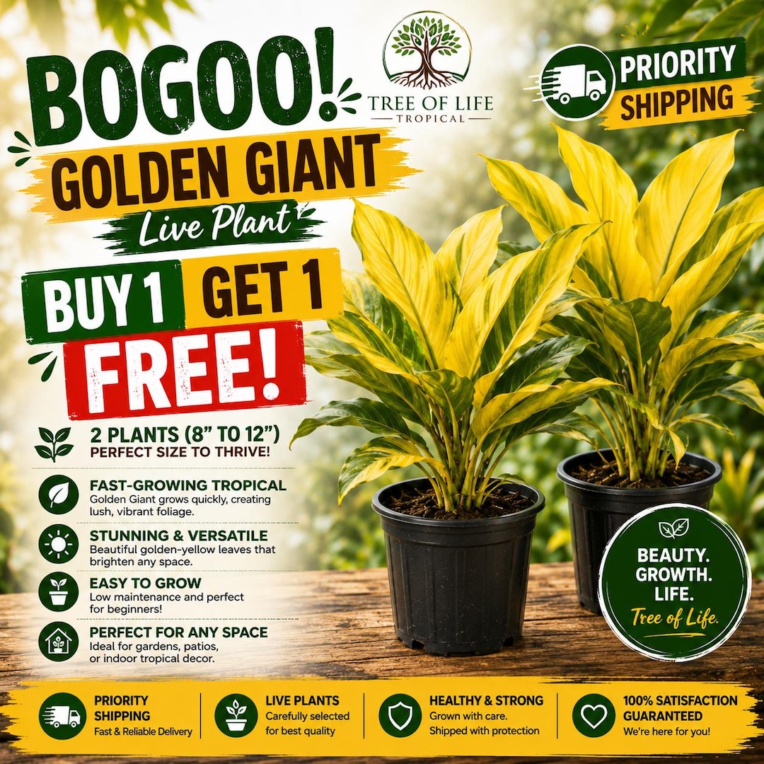 Golden Giant Live Plant – 2 Plants (10 to 12 Inches ) | Fast-growing ...