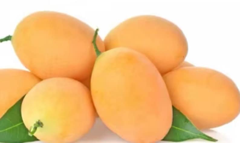 Mango Plum Tree Live Plant 12-18 Inches – Tropical Fruit Tree – Sweet ...