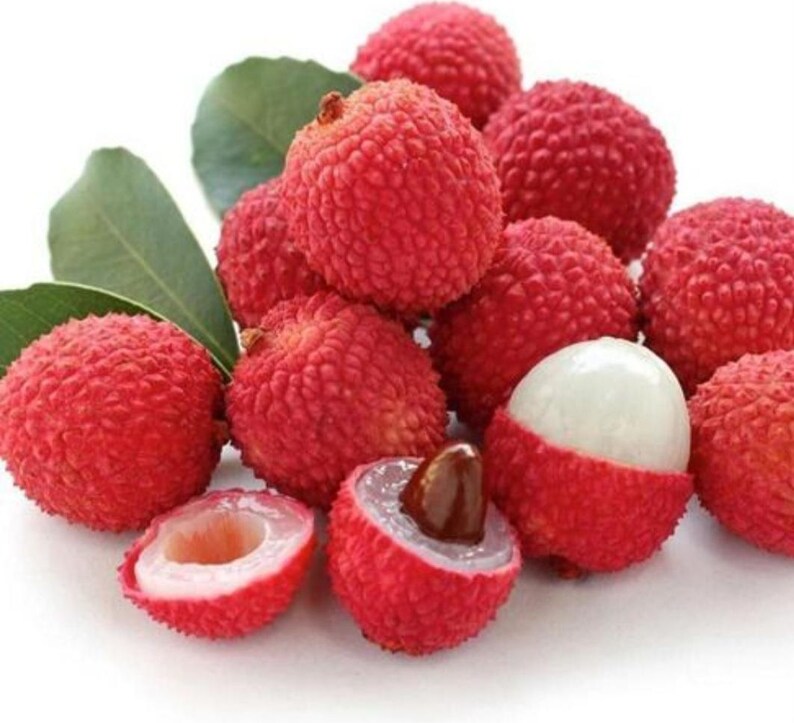 Lychee Tree Starter • 1 Ft Live Tropical Fruit Plant - Etsy