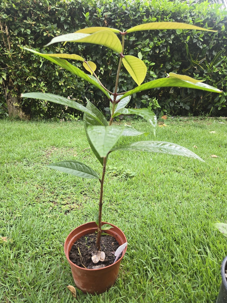 Wax Jambu Pomarosa Rose Apple Live Tropical Fruit Tree (1-1.5 Ft) - Etsy