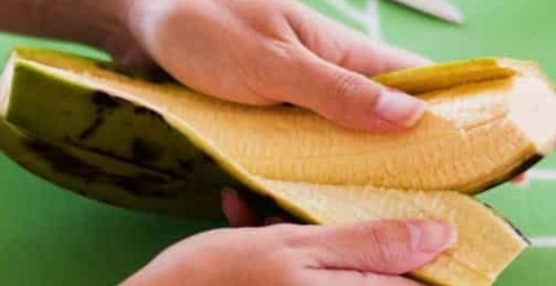 Planta De Platain Viva (maricongo) Seeds/ Árbol Frutal Tropical ...