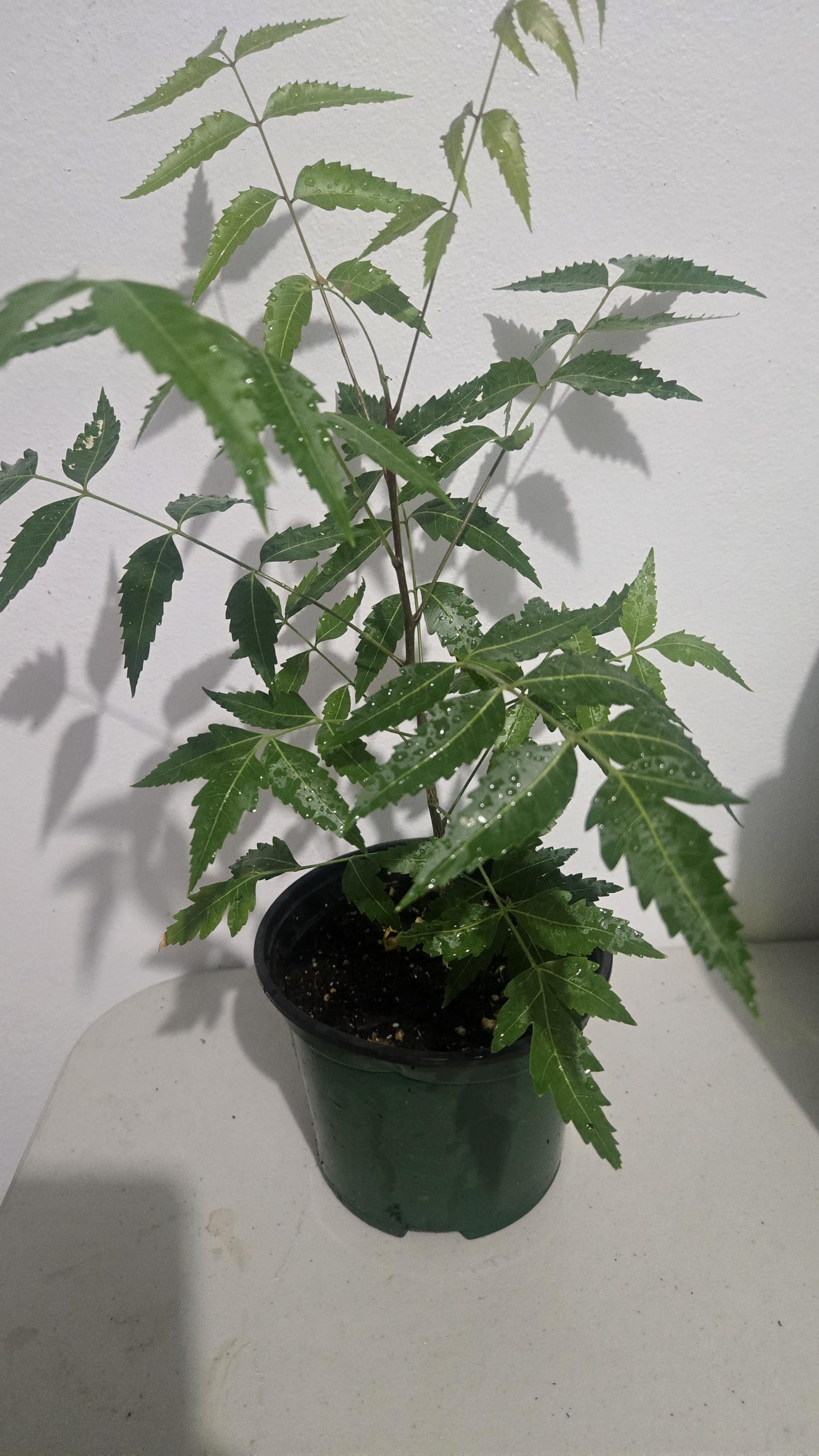 Árbol De Neem Vivo (12 @ 14 Inches) Azadirachta Indica / Planta ...