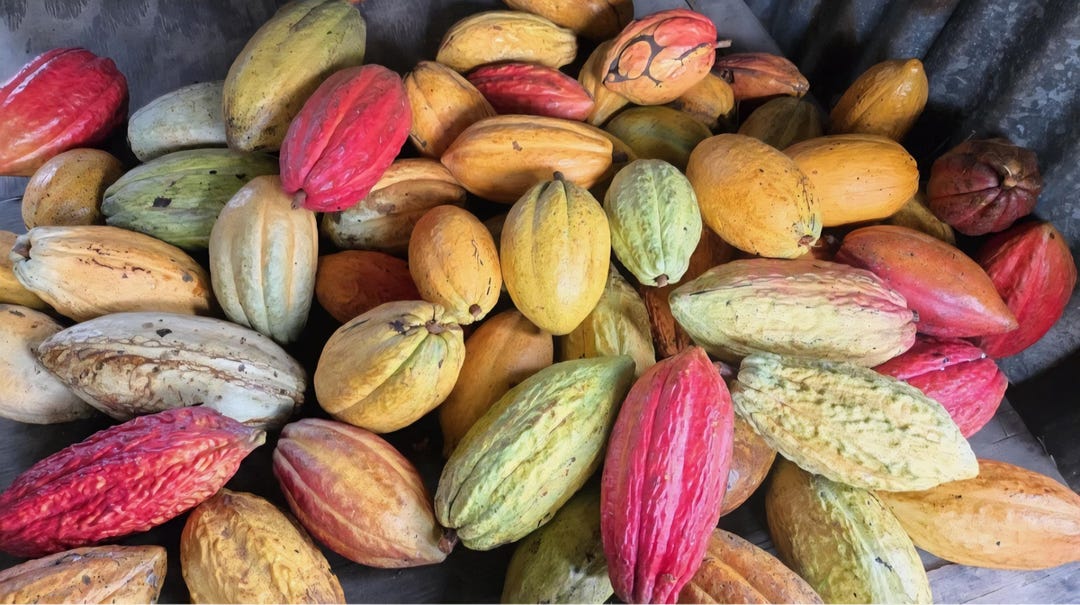 Fresh Cacao Pods - Raw Chocolate Fruit - Direct From Farm / Shipping ...