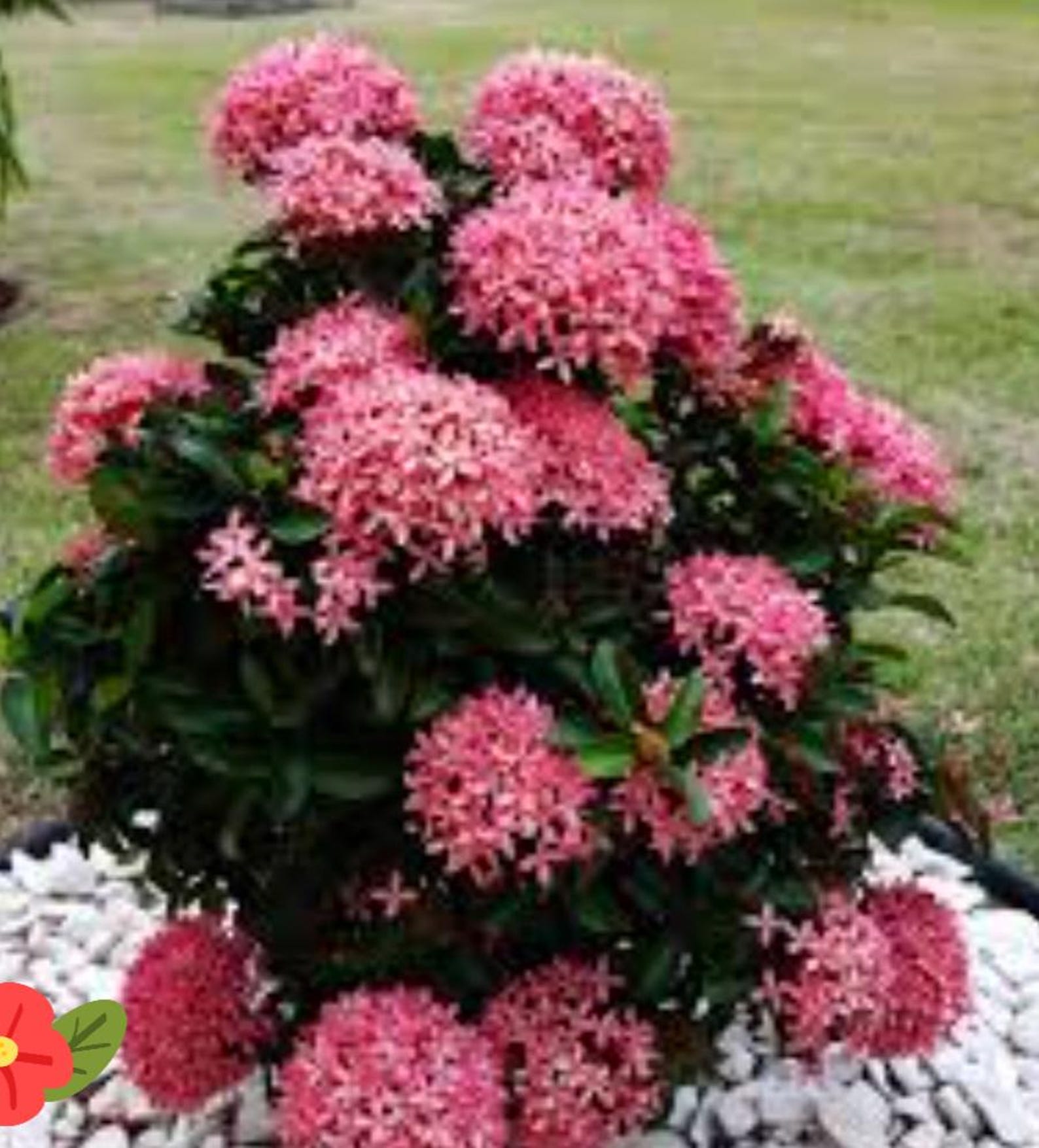 Dwarf Ixora Plant Pink (set of 3), Vibrant West Indian Jasmine 6 Inches ...