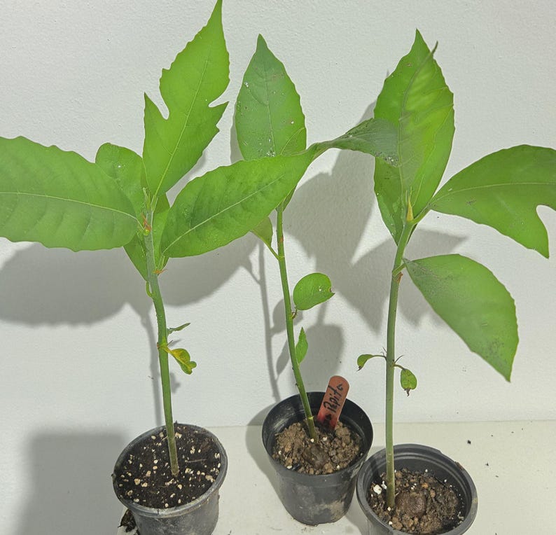 Breadnut Trees – Tropical Garden, Edible Fruit & Seeds (10-12 Inches ...