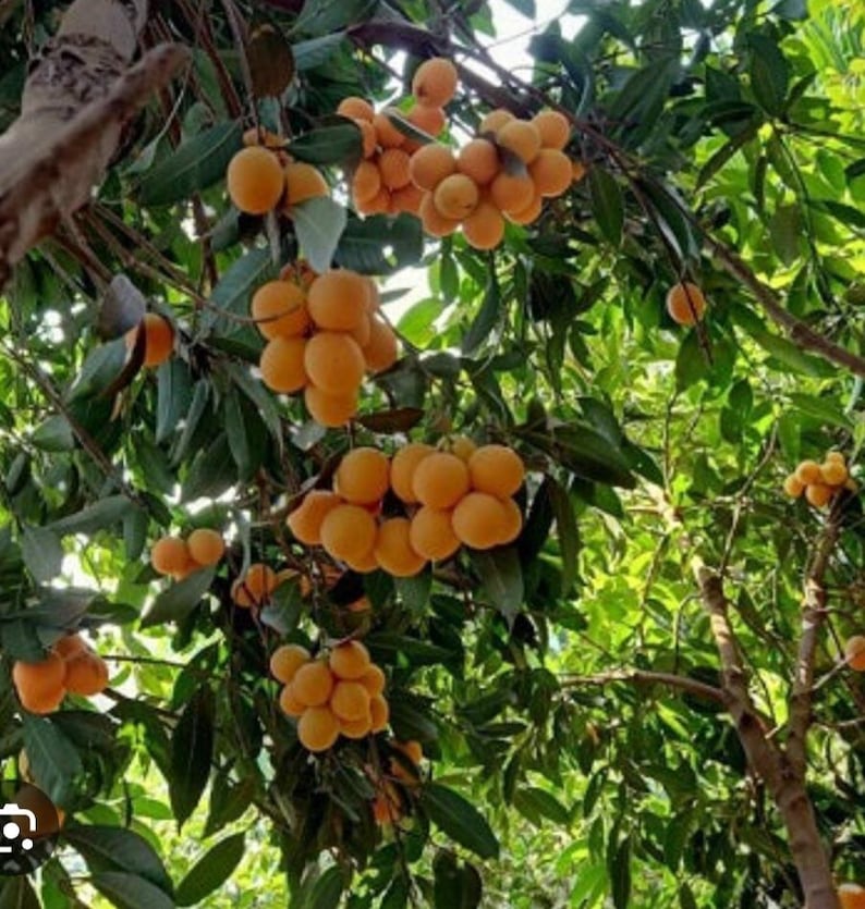 Mango Plum Tree Live Plant 12-18 Inches – Tropical Fruit Tree – Sweet ...