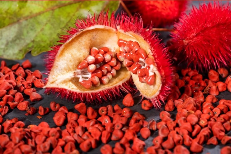Planta De Achiote Viva (juego De 2) - Tinte Natural Y Especias ...