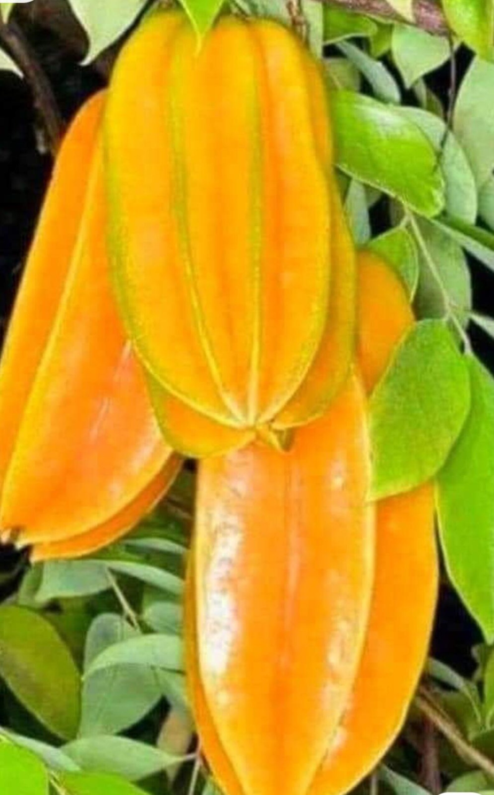Árbol De Carambola (averrhoa Carambola) - Árbol Frutal Tropical Vivo ...