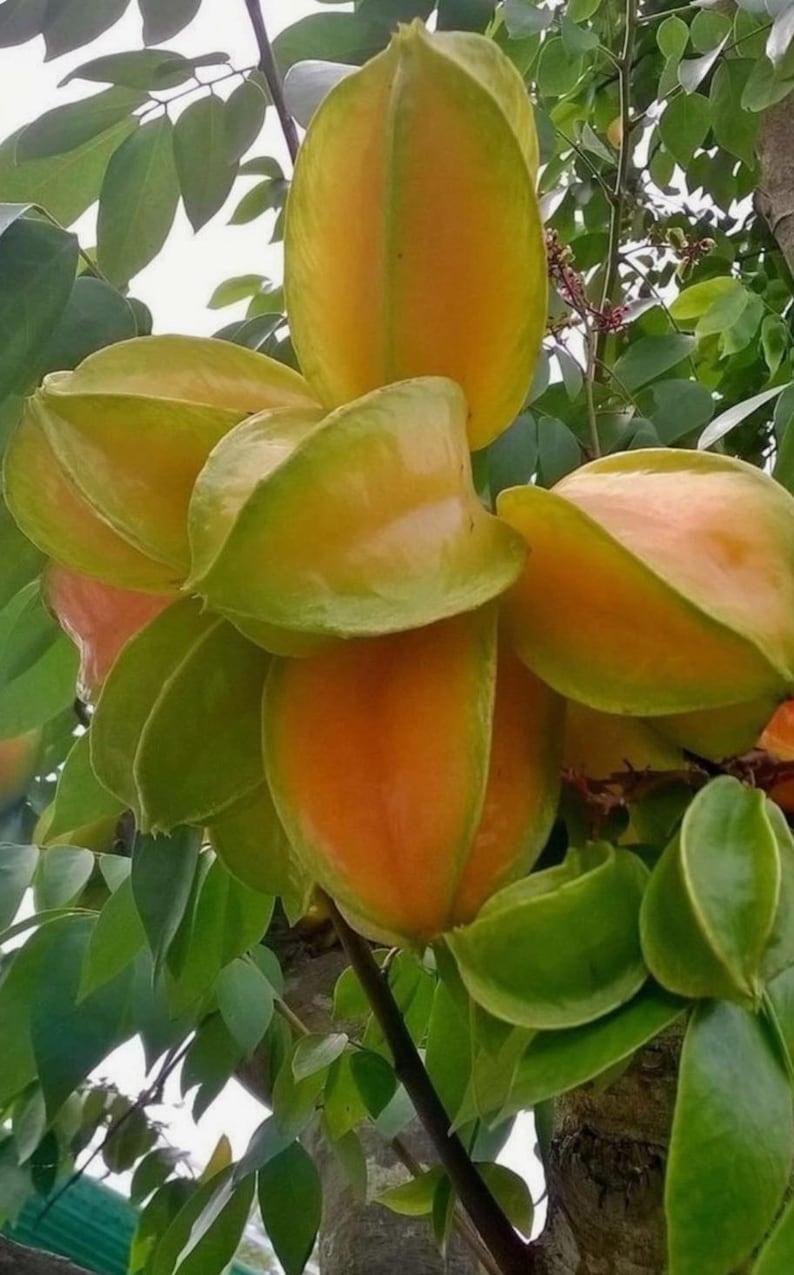 Árbol De Carambola (averrhoa Carambola) - Árbol Frutal Tropical Vivo ...