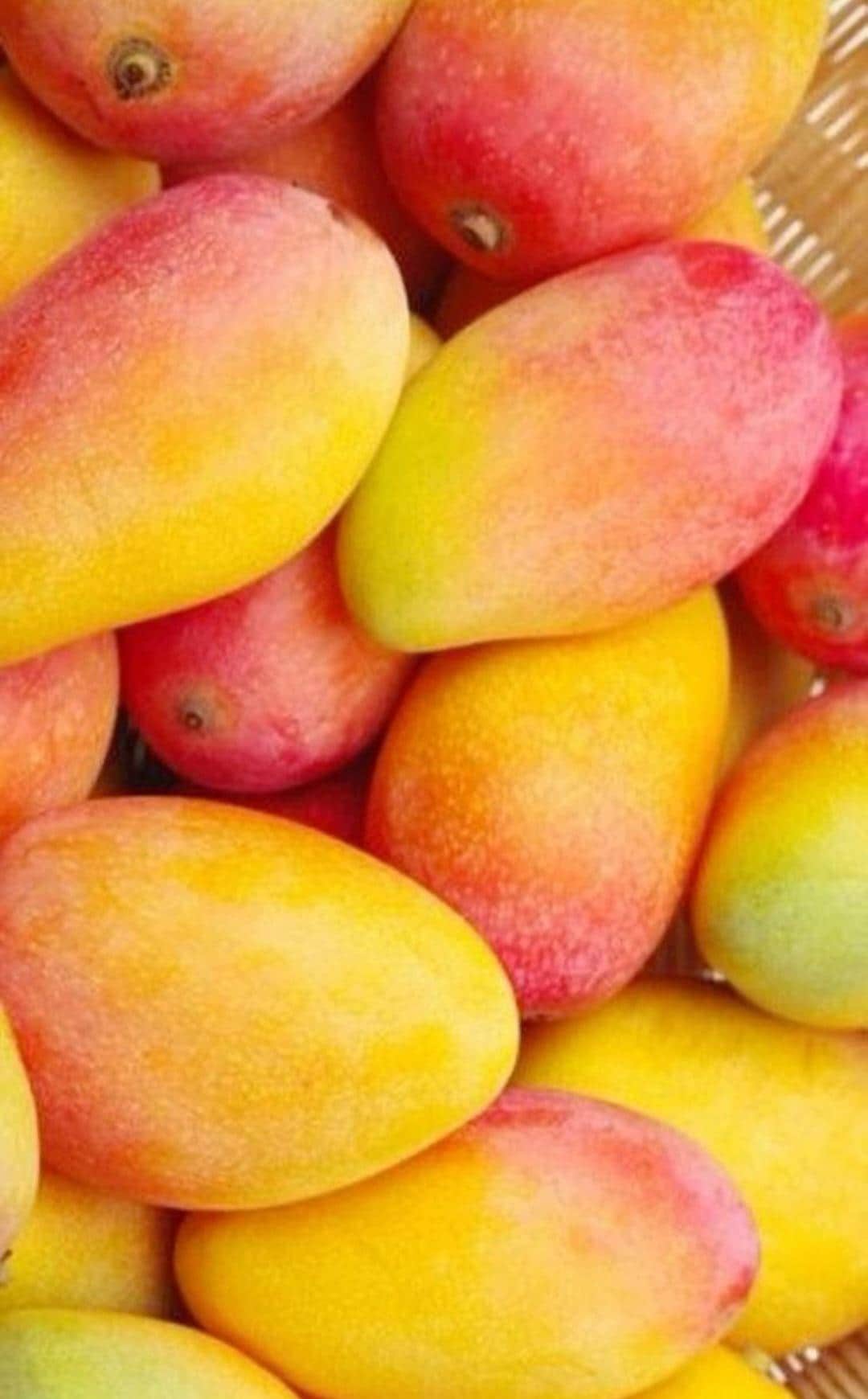 Live Ambika Mango Tree Rare Indian Variety Sweet Fiberless Fruit Approx ...