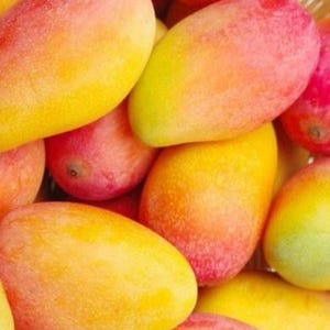 Live Ambika Mango Tree Rare Indian Variety Sweet Fiberless Fruit Approx ...