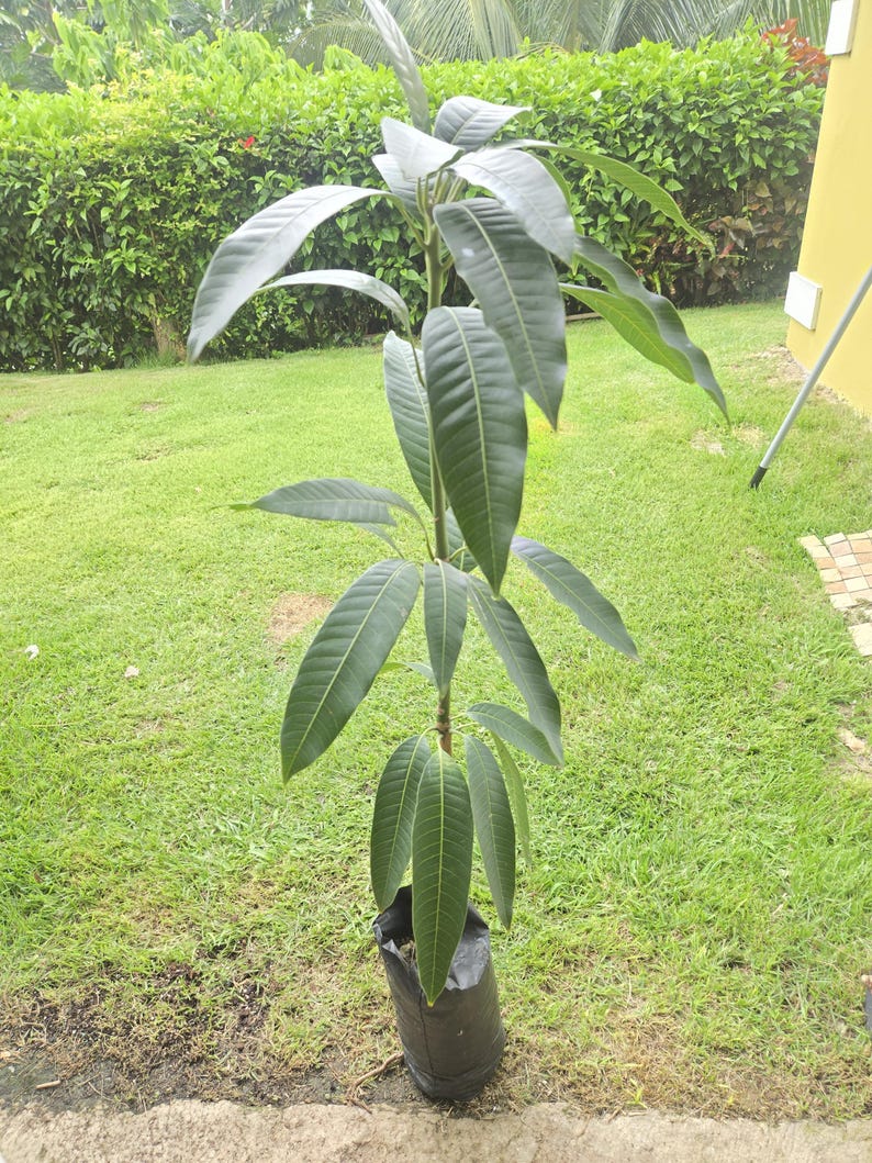 Live Mango Pineapple Live Mango Pineapple Tree / Grafted Exotic ...