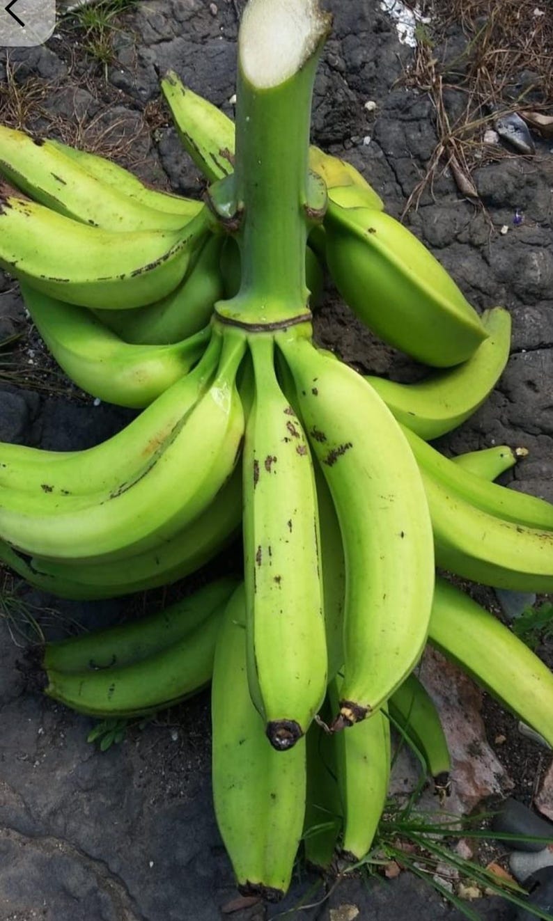 Planta De Platain Viva (maricongo) Seeds/ Árbol Frutal Tropical ...