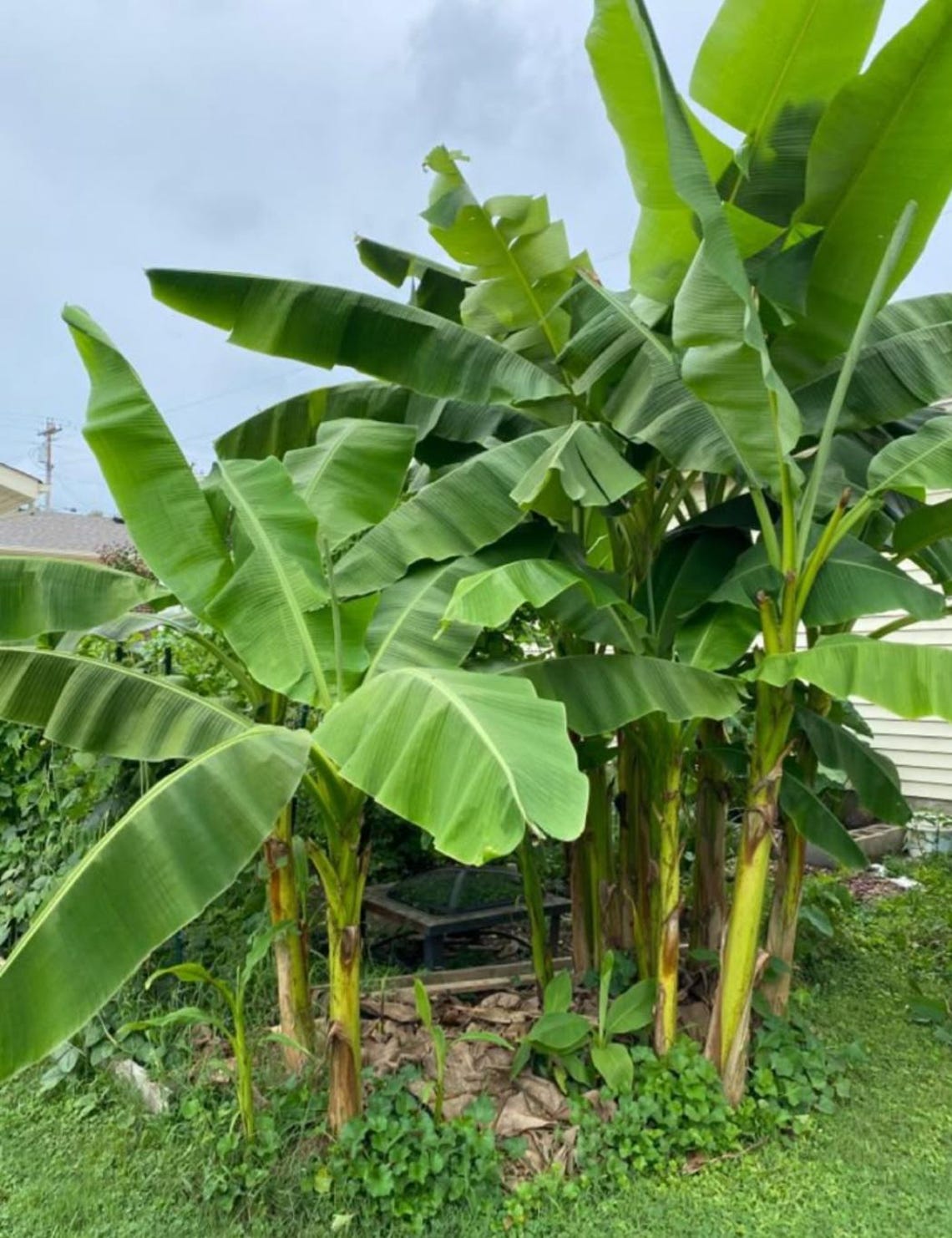 Planta De Platain Viva (maricongo) Seeds/ Árbol Frutal Tropical ...