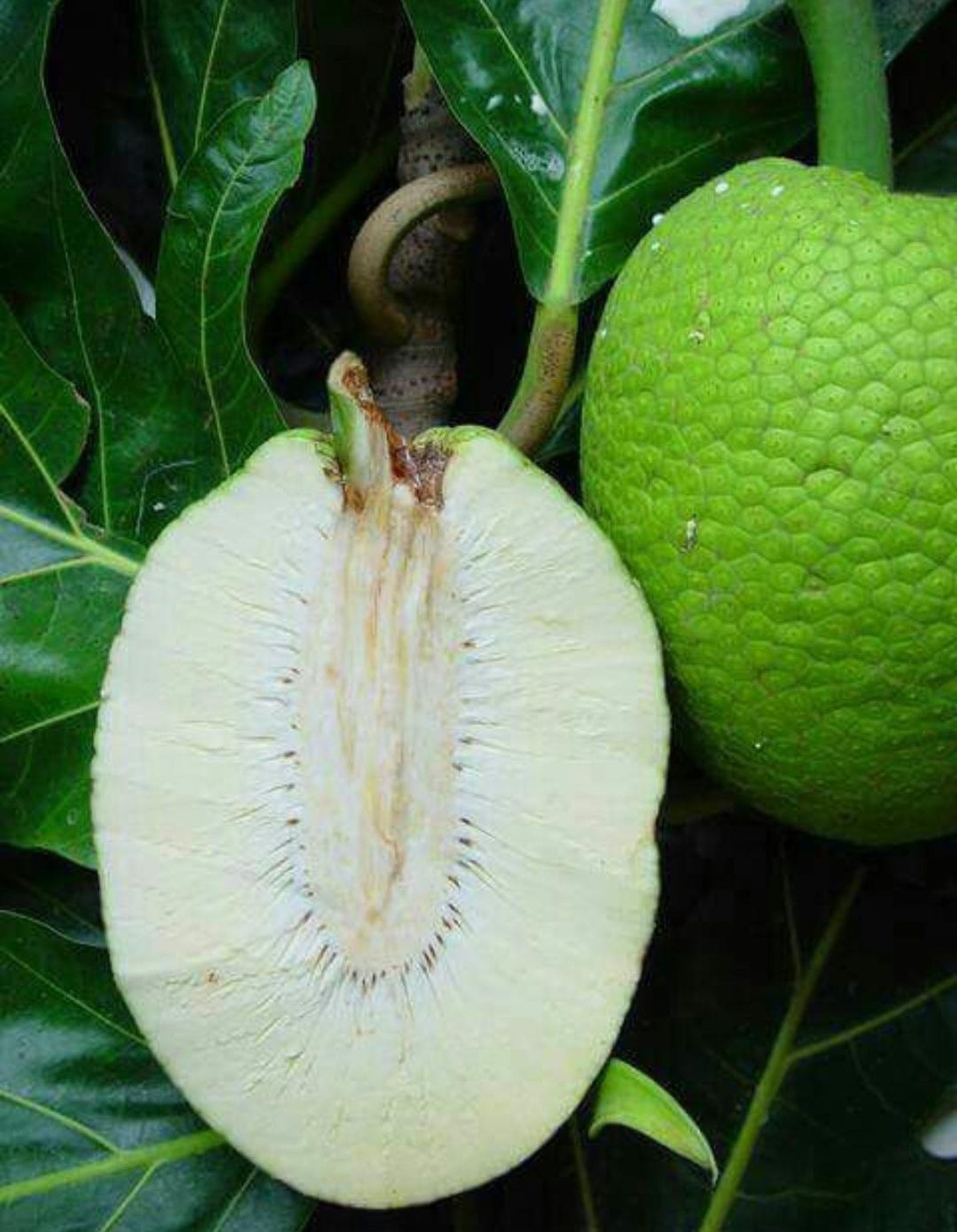 Grafted Breadfruit Tree 3ft / Panapen / Tropical Fruit Ready to Plant ...