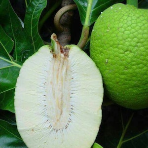 Grafted Breadfruit Tree 3ft / Panapen / Tropical Fruit Ready to Plant ...