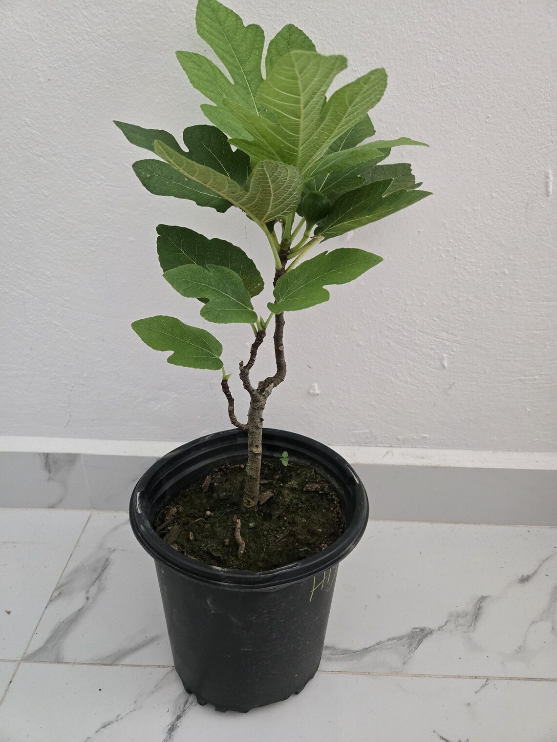 Fig Tree 1.5 to 2 Ft (higo Tree) Tropical Plant / Ficus Carica – Live ...