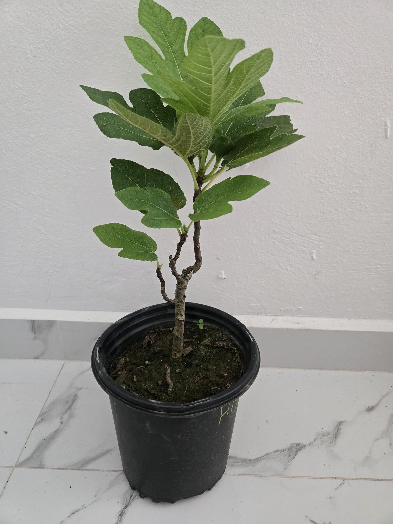 Fig Tree 1.5 to 2 Ft (higo Tree) Tropical Plant / Ficus Carica – Live ...