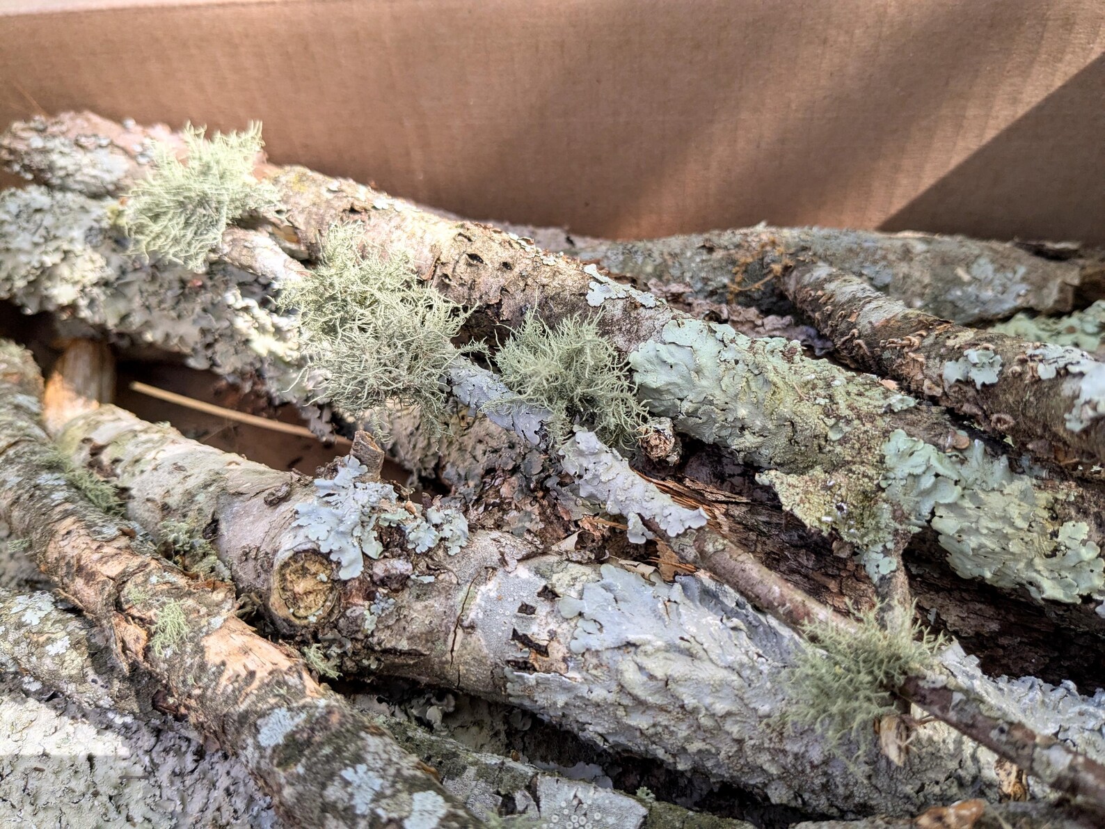 Lichen-covered Sticks and Twigs - Natural Branches for Crafts, Wedding ...