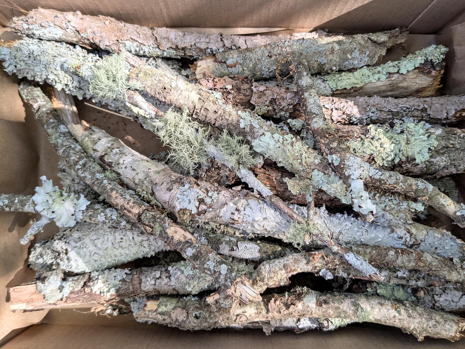 Lichen-covered Sticks and Twigs - Natural Branches for Crafts, Wedding ...