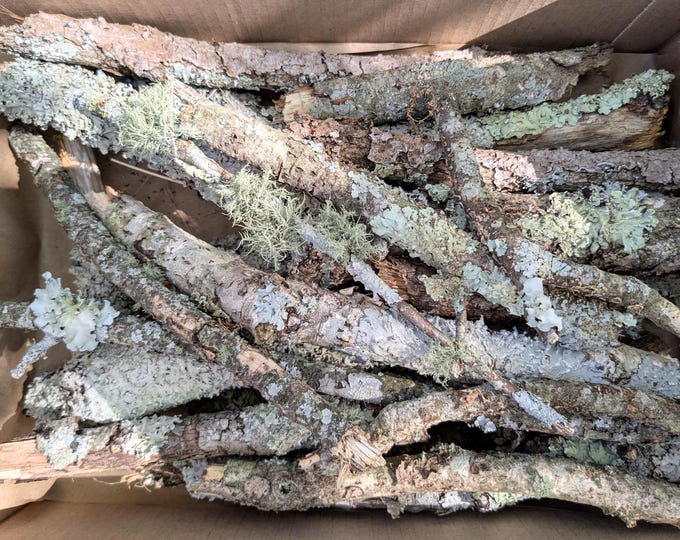 Lichen-covered Sticks and Twigs - Natural Branches for Crafts, Wedding ...