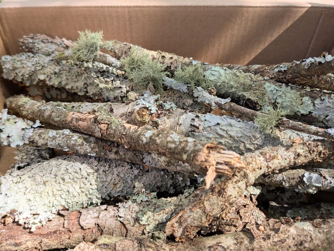Lichen-covered Sticks and Twigs - Natural Branches for Crafts, Wedding ...