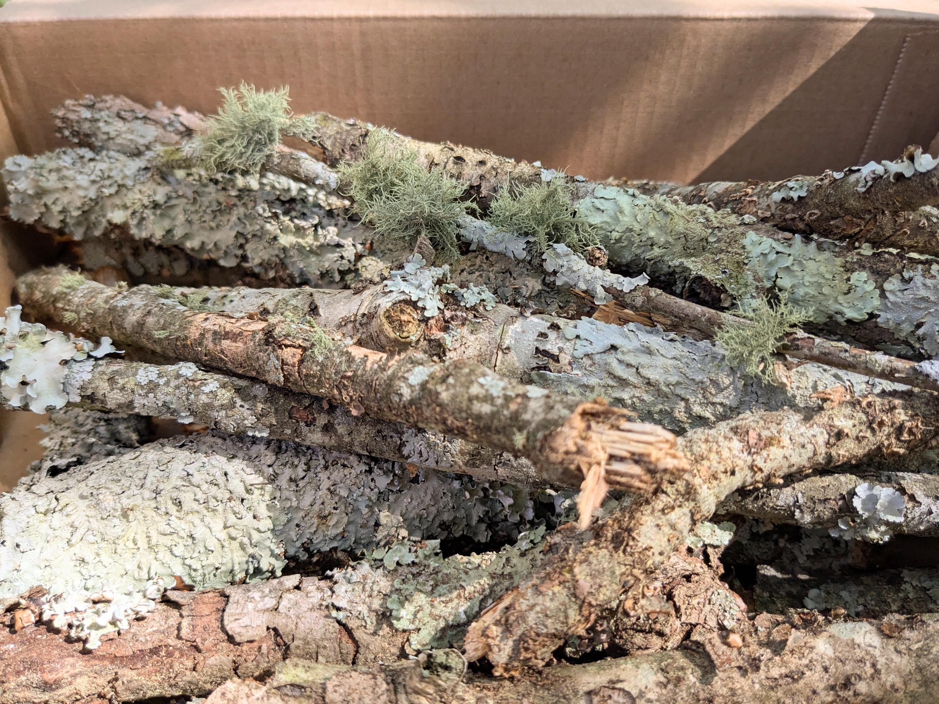 Lichen-covered Sticks and Twigs - Natural Branches for Crafts, Wedding ...