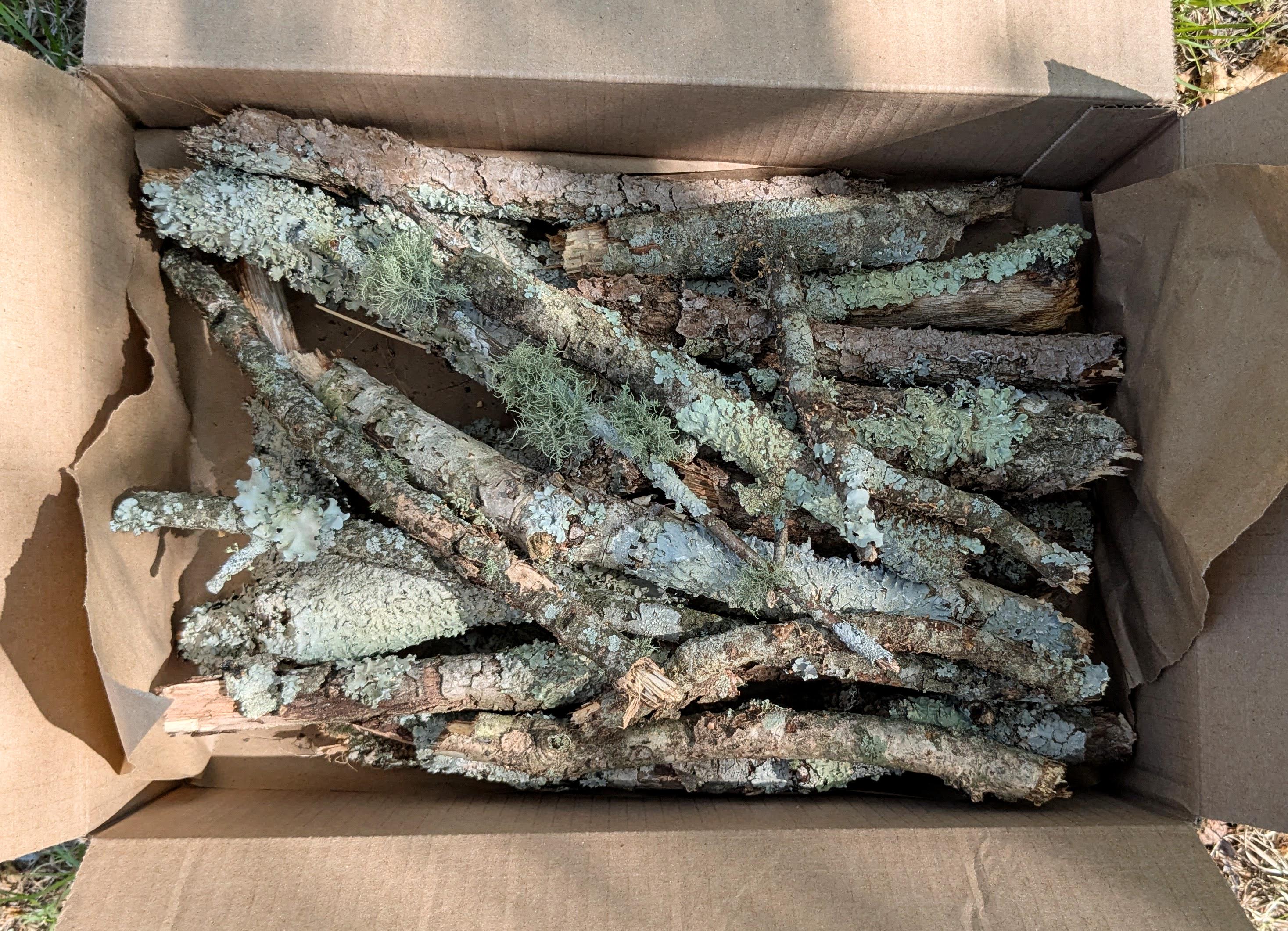 Lichen-covered Sticks and Twigs - Natural Branches for Crafts, Wedding ...