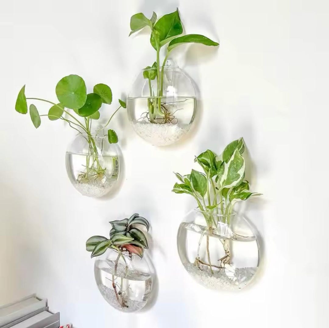 Glass Wall Terrariums for Plants, Containers, Propagation Stations ...