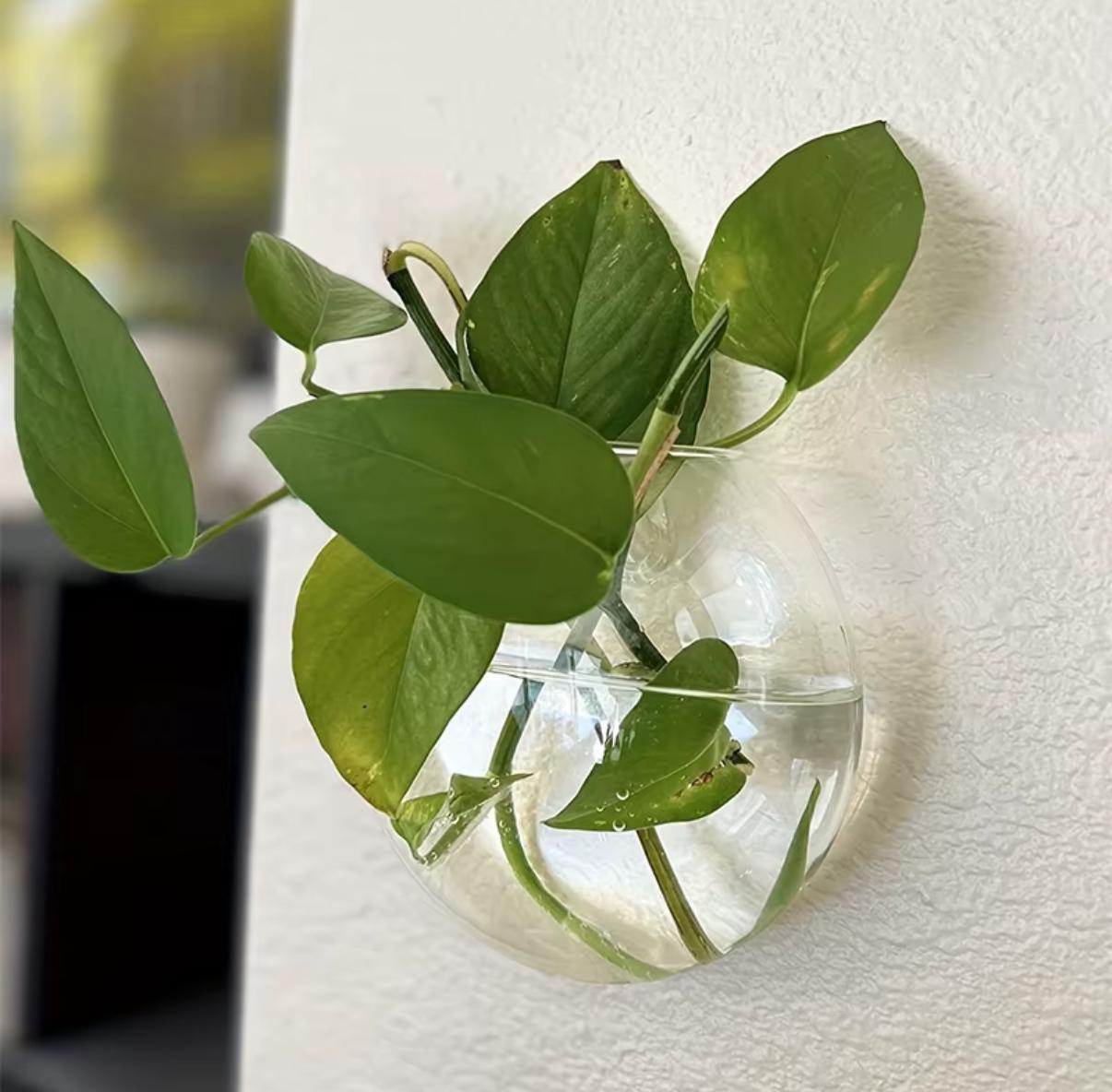 Glass Wall Terrariums for Plants, Containers, Propagation Stations ...