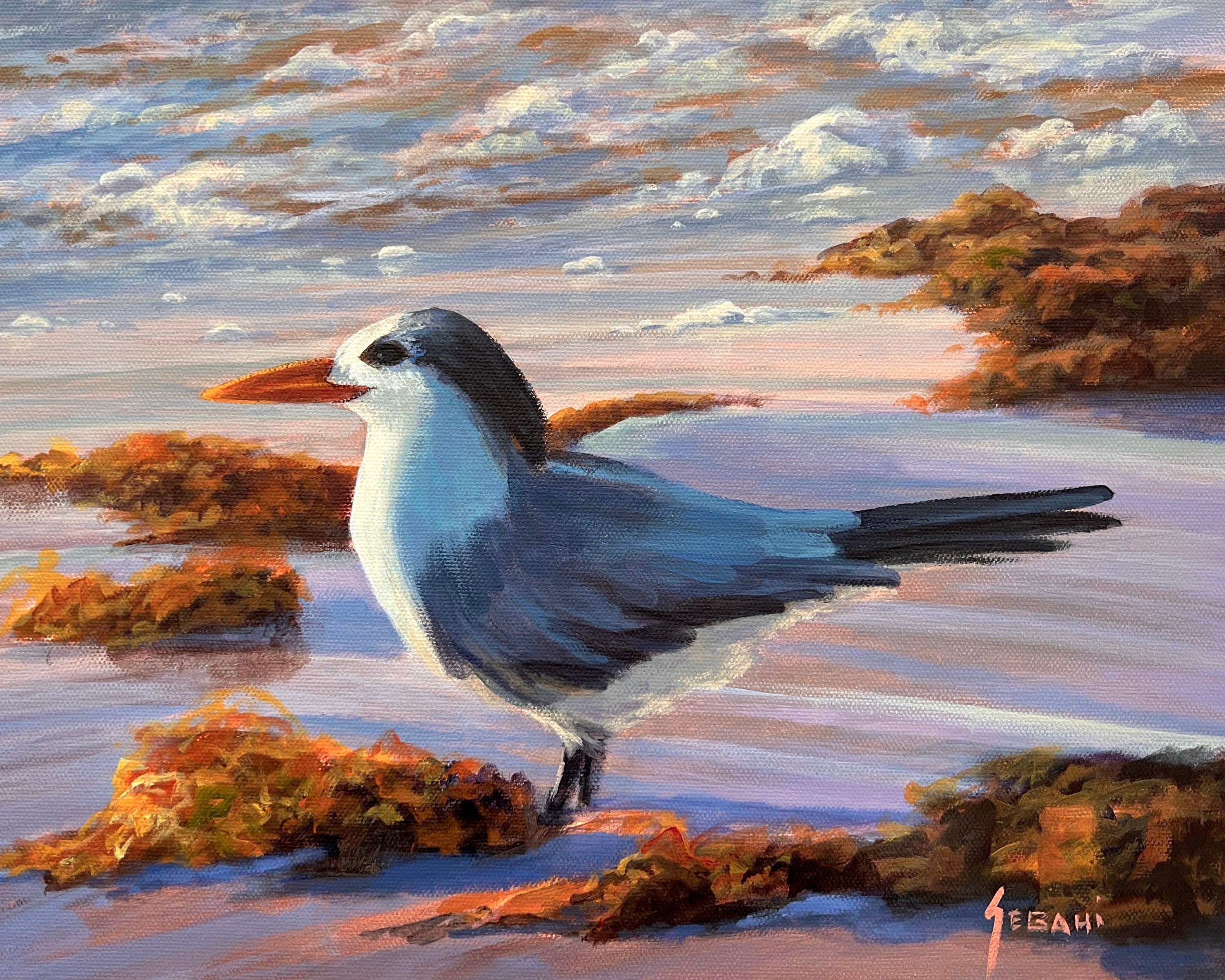 Royal Tern on the Shore, Original. - Etsy
