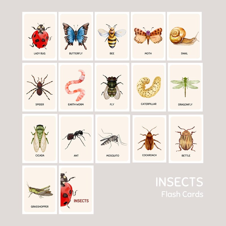 Insects Flashcards | Montessori Learning | Printable Educational Cards ...