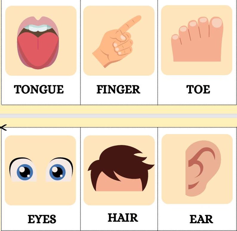 Learning Basic HUMAN BODY and SYSTEM for Kids - Etsy