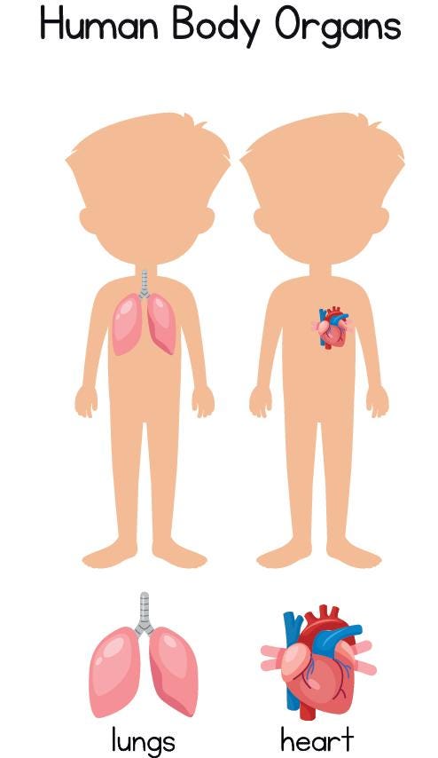 Learning Basic HUMAN BODY and SYSTEM for Kids - Etsy