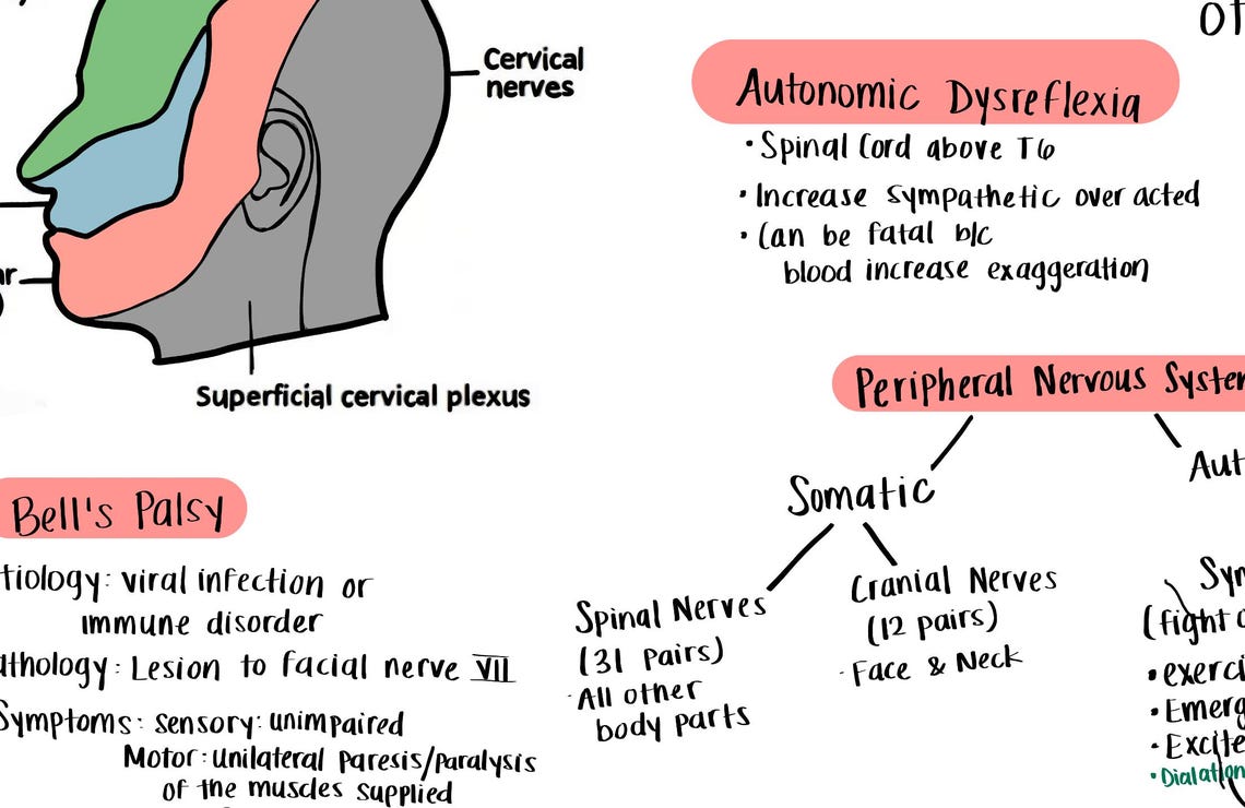 Handwritten Cranial Nerves Study Guide | CN 1–12 Cheat Sheet ...