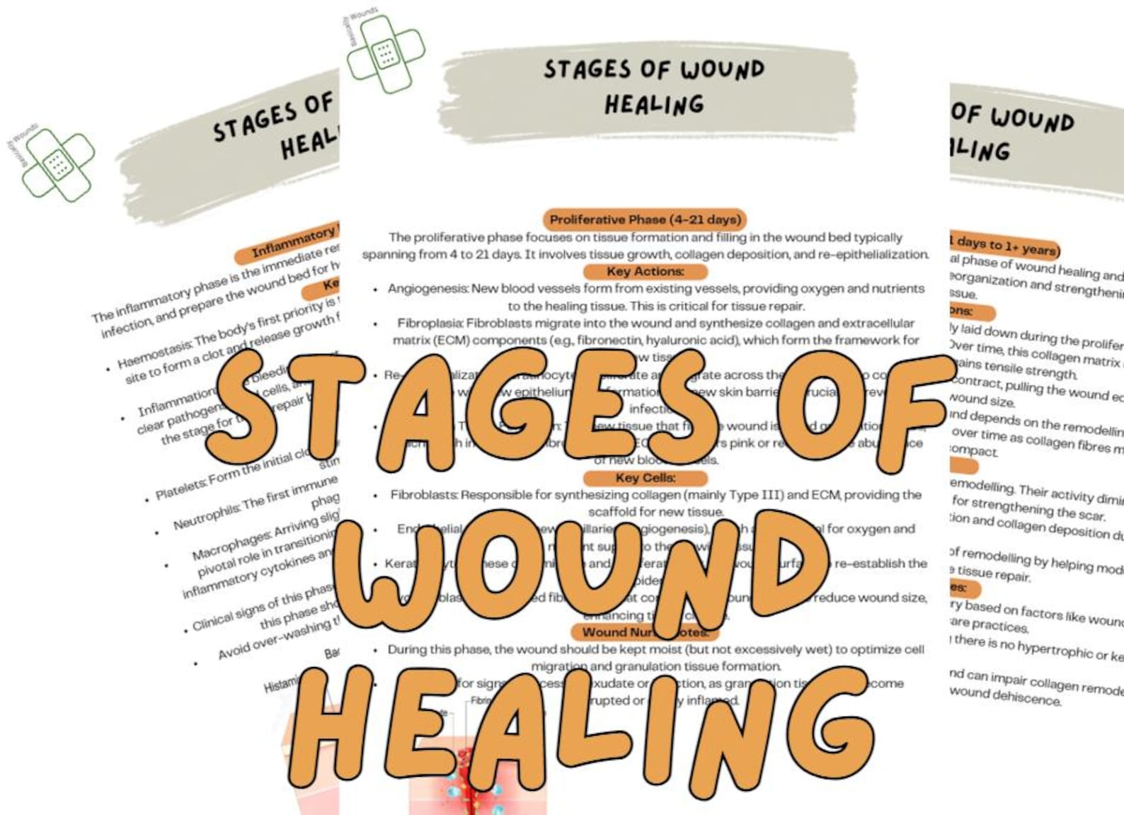 Stages/pathophysiology of Wound Healing Guide/notes for Wound Care ...