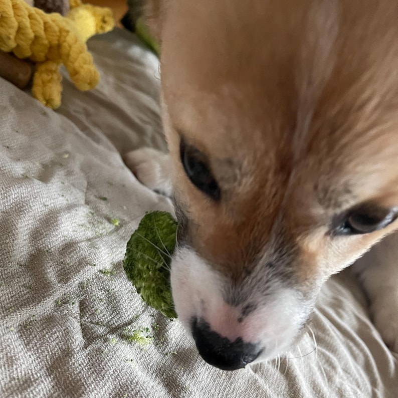 Premium Freeze-dried Brussels Sprouts Dog Food 50g(1.41 Oz) Food ...