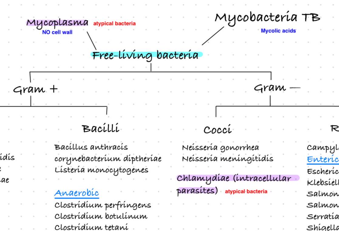 J’s Ultimate Bacterial Classification Chart - Etsy