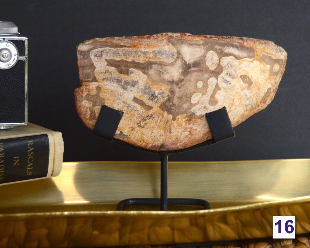 Petrified Wood Display Slabs With Stands 1 to 2 Pound Size FAST FREE ...