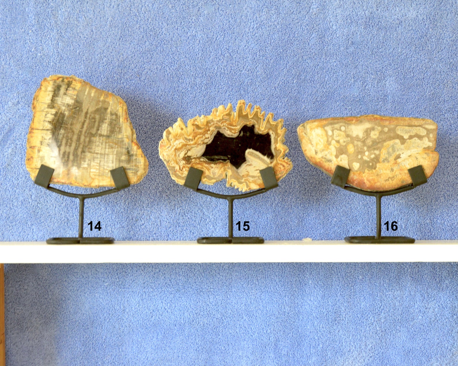 Petrified Wood Display Slabs With Stands 1 to 2 Pound Size - Etsy