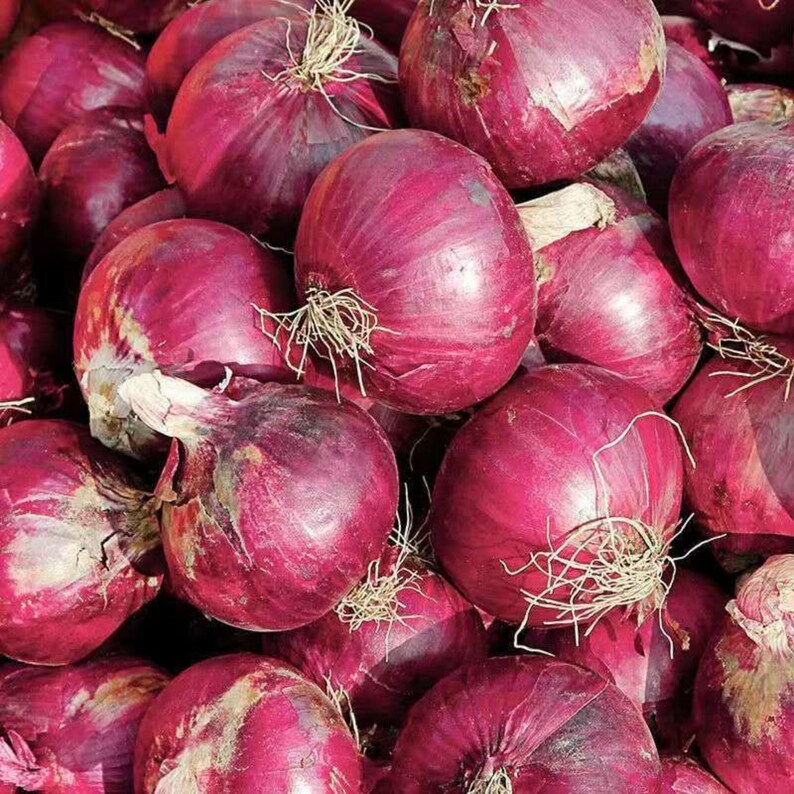 30 Ruby Red Onion Seeds, Rare Heirloom Non-gmo Vegetable, Organic Seeds ...