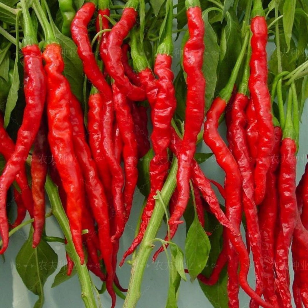 50 Joe's Long Cayenne Hot Pepper Seeds, Rare Heirloom Non-gmo Vegetable ...