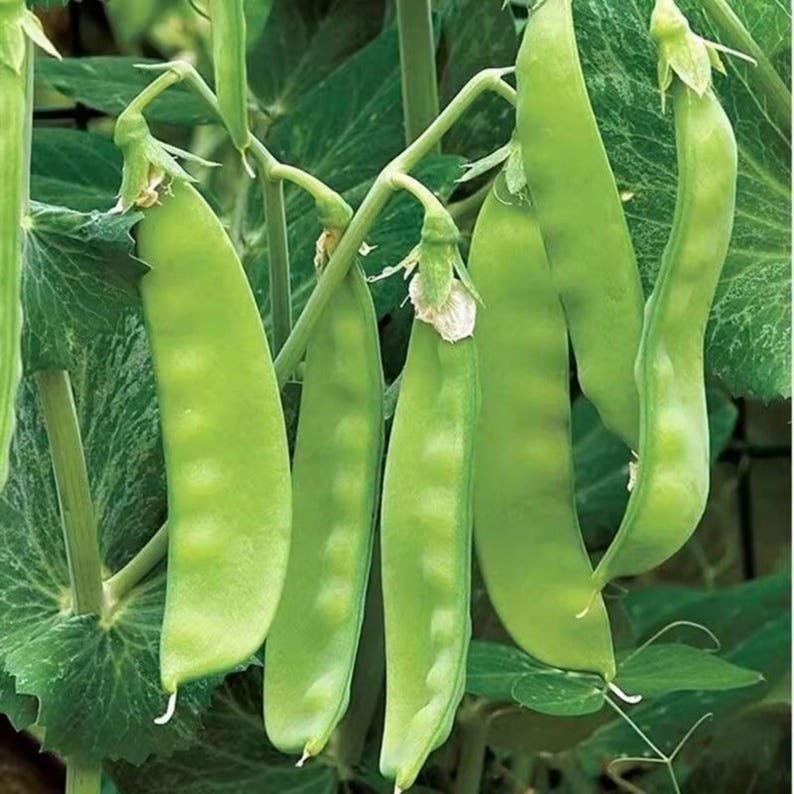15 Mammoth Melting Sugar Snow Pea Seeds, Rare Heirloom Non-gmo ...