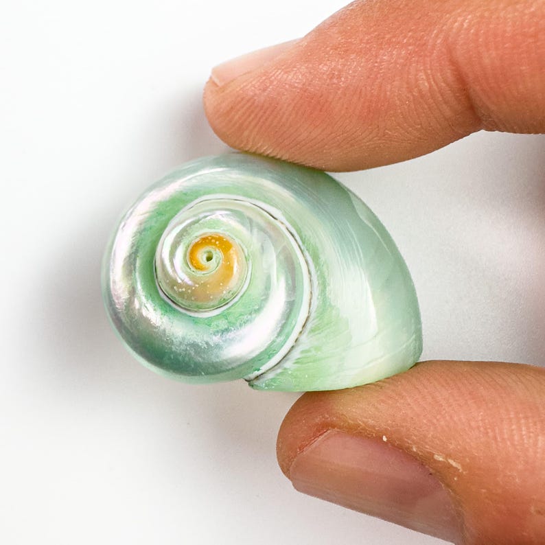 Green Turbo Cinereus Shells: MOP Iridescent Coastal Decor (30mm) - Etsy